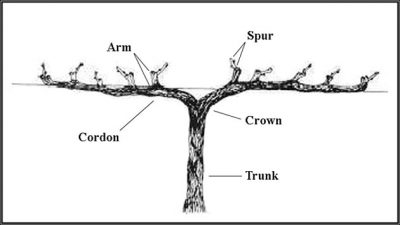 grapevine anatomy - Soldier Creek Winery